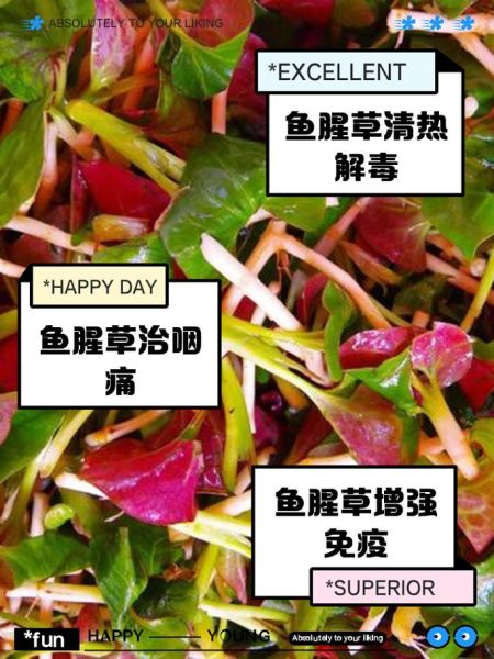 鱼腥草怎么煮水喝_鱼腥草煮水的正确方法-第3张图片-山城妙识 鱼腥草怎么煮水喝_鱼腥草煮水的正确方法-第3张图片-山城妙识