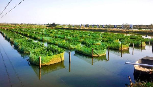 大棚养殖黄鳝养殖池怎么建_大棚养殖黄鳝养殖池多少钱-第1张图片-山城妙识