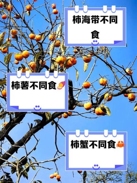树柿子不能和什么一起吃_树柿子相克食物-第1张图片-山城妙识