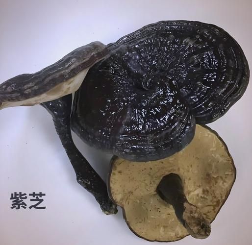 野生灵芝图片大全大图鉴别_如何分辨真假野生灵芝-第1张图片-山城妙识 野生灵芝图片大全大图鉴别_如何分辨真假野生灵芝-第1张图片-山城妙识