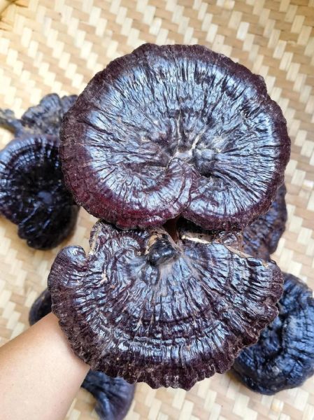 野生灵芝图片大全大图鉴别_如何分辨真假野生灵芝-第2张图片-山城妙识 野生灵芝图片大全大图鉴别_如何分辨真假野生灵芝-第2张图片-山城妙识