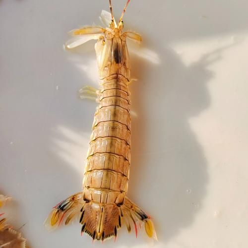 皮皮虾有虾线吗_虾线怎么挑最干净-第1张图片-山城妙识