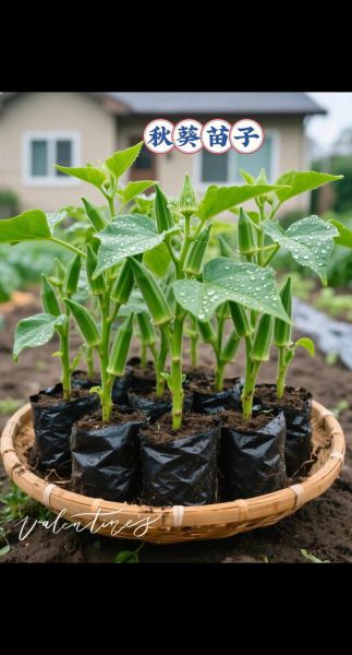 秋葵图片大全图片_秋葵秧子怎么种-第3张图片-山城妙识 秋葵图片大全图片_秋葵秧子怎么种-第3张图片-山城妙识