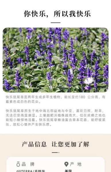 快乐鼠尾草精油怎么用_快乐鼠尾草精油的功效与作用-第2张图片-山城妙识 快乐鼠尾草精油怎么用_快乐鼠尾草精油的功效与作用-第2张图片-山城妙识