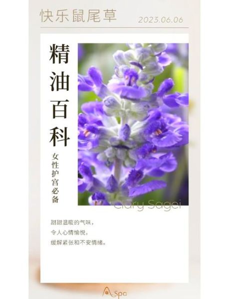 快乐鼠尾草精油怎么用_快乐鼠尾草精油的功效与作用-第1张图片-山城妙识 快乐鼠尾草精油怎么用_快乐鼠尾草精油的功效与作用-第1张图片-山城妙识