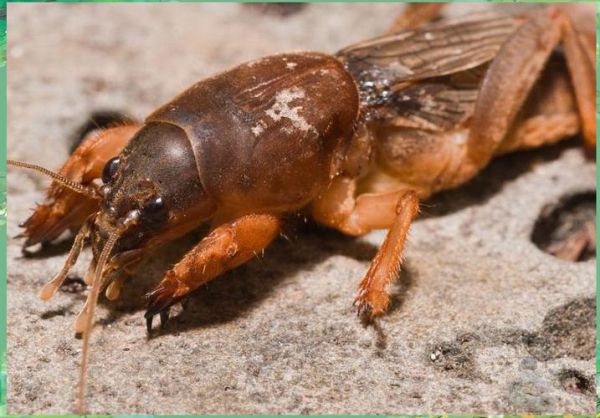 蝼蛄多少钱一斤2021_蝼蛄价格走势-第3张图片-山城妙识