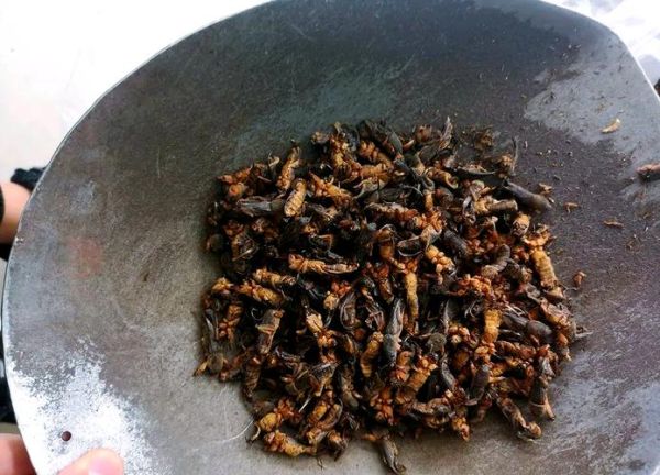 蝼蛄多少钱一斤2021_蝼蛄价格走势-第1张图片-山城妙识