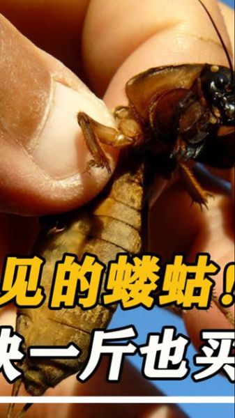 蝼蛄多少钱一斤2021_蝼蛄价格走势-第2张图片-山城妙识