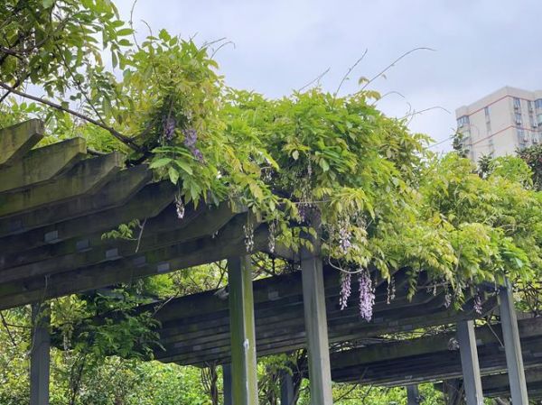 紫藤树图片怎么拍_紫藤花墙如何布景-第1张图片-山城妙识 紫藤树图片怎么拍_紫藤花墙如何布景-第1张图片-山城妙识