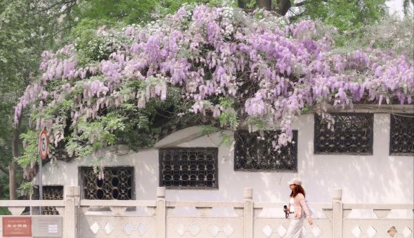 紫藤树图片怎么拍_紫藤花墙如何布景-第2张图片-山城妙识 紫藤树图片怎么拍_紫藤花墙如何布景-第2张图片-山城妙识