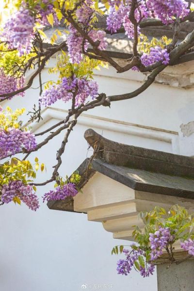 紫藤树图片怎么拍_紫藤花墙如何布景-第3张图片-山城妙识 紫藤树图片怎么拍_紫藤花墙如何布景-第3张图片-山城妙识