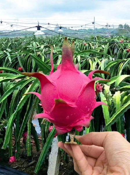 红肉火龙果的营养价值_红肉火龙果的功效与作用-第1张图片-山城妙识