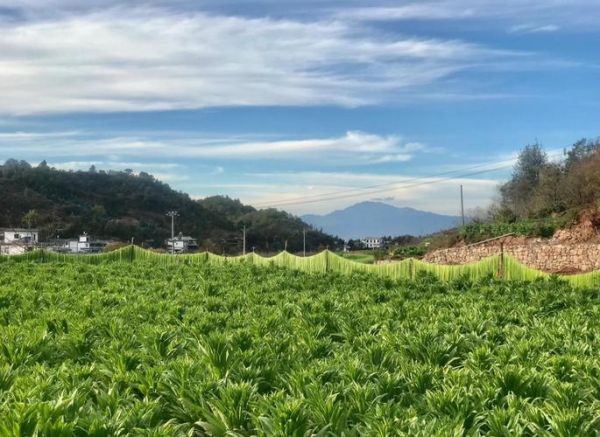 新鲜贡菜怎么保存_贡菜种植多久能采收-第1张图片-山城妙识