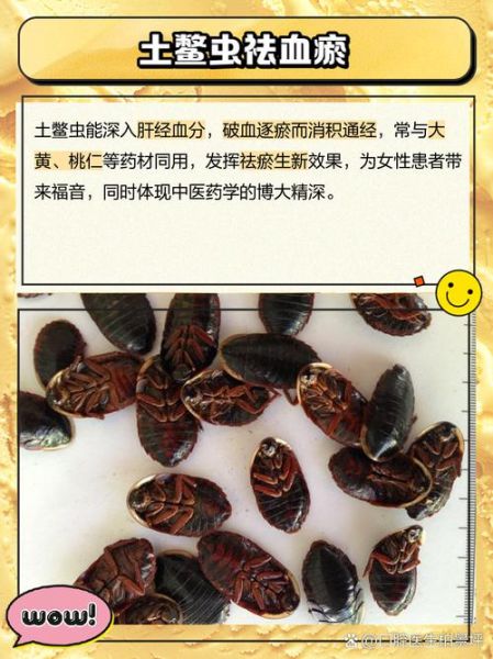 土鳖虫哪些人不能吃_土鳖虫禁忌人群-第1张图片-山城妙识 土鳖虫哪些人不能吃_土鳖虫禁忌人群-第1张图片-山城妙识