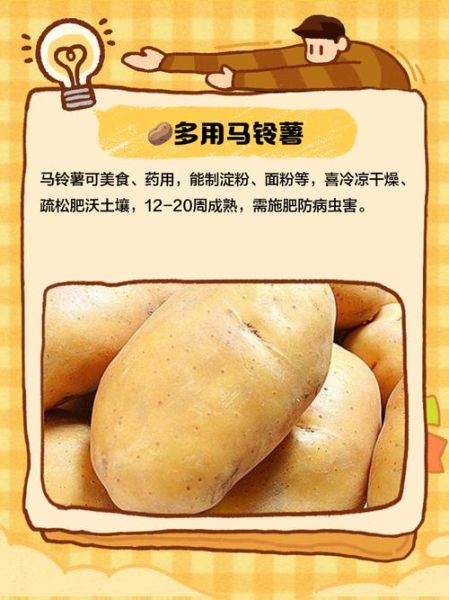 马铃薯的功效与作用_马铃薯的副作用有哪些-第3张图片-山城妙识