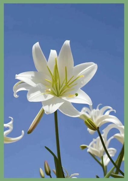 百合花图片大全大图_如何挑选高清百合花壁纸-第2张图片-山城妙识 百合花图片大全大图_如何挑选高清百合花壁纸-第2张图片-山城妙识