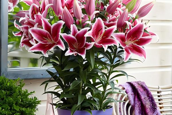 百合花图片大全大图_如何挑选高清百合花壁纸-第3张图片-山城妙识 百合花图片大全大图_如何挑选高清百合花壁纸-第3张图片-山城妙识