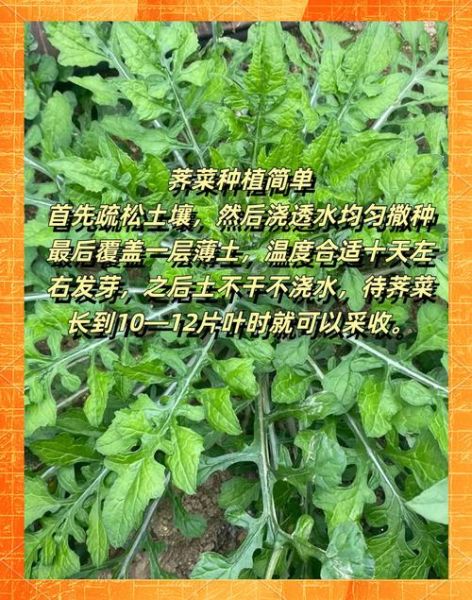 荠菜能治月子病吗_月子病吃荠菜多久见效-第2张图片-山城妙识