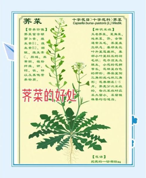 荠菜能治月子病吗_月子病吃荠菜多久见效-第1张图片-山城妙识