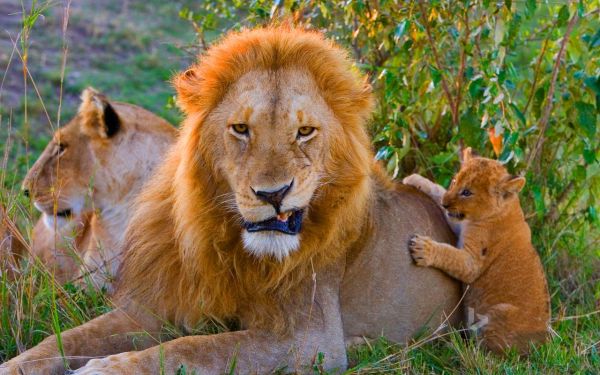 狮子图片大全霸气_如何挑选高清壁纸-第2张图片-山城妙识 狮子图片大全霸气_如何挑选高清壁纸-第2张图片-山城妙识