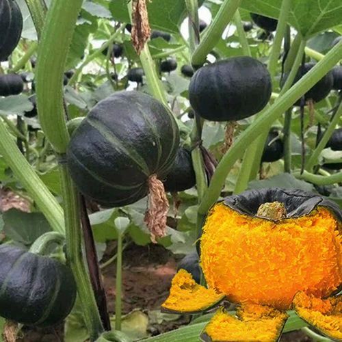 板栗南瓜种植技术_如何提高产量与品质-第3张图片-山城妙识