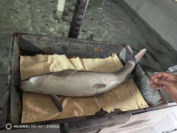 淡水银鳕鱼最大能长多大_淡水银鳕鱼寿命多长-第1张图片-山城妙识 淡水银鳕鱼最大能长多大_淡水银鳕鱼寿命多长-第1张图片-山城妙识