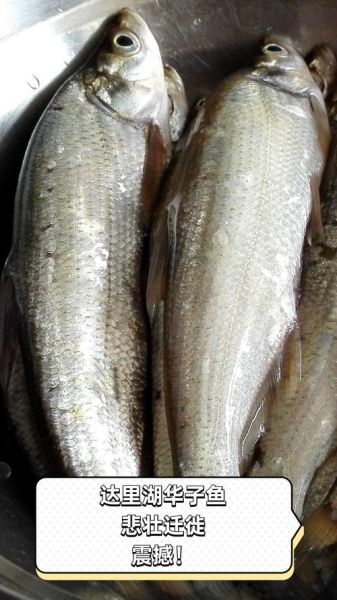 华子鱼是什么鱼_华子鱼产地在哪里-第2张图片-山城妙识 华子鱼是什么鱼_华子鱼产地在哪里-第2张图片-山城妙识