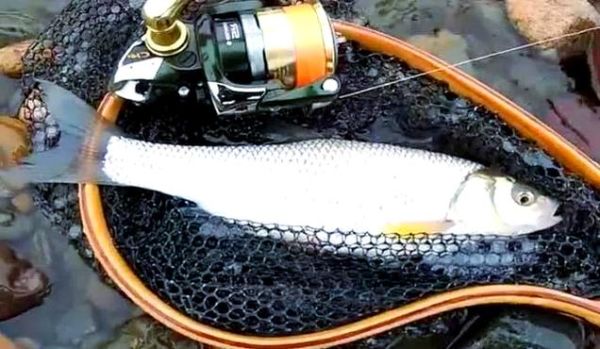 华子鱼是什么鱼_华子鱼产地在哪里-第3张图片-山城妙识 华子鱼是什么鱼_华子鱼产地在哪里-第3张图片-山城妙识