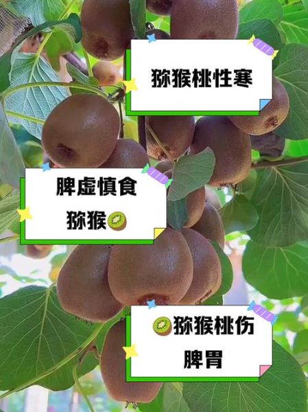 猕猴桃是凉性还是热性_吃猕猴桃会上火吗-第2张图片-山城妙识