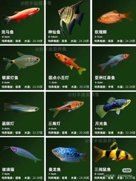 淡水观赏鱼有哪些_热带鱼怎么养-第2张图片-山城妙识 淡水观赏鱼有哪些_热带鱼怎么养-第2张图片-山城妙识