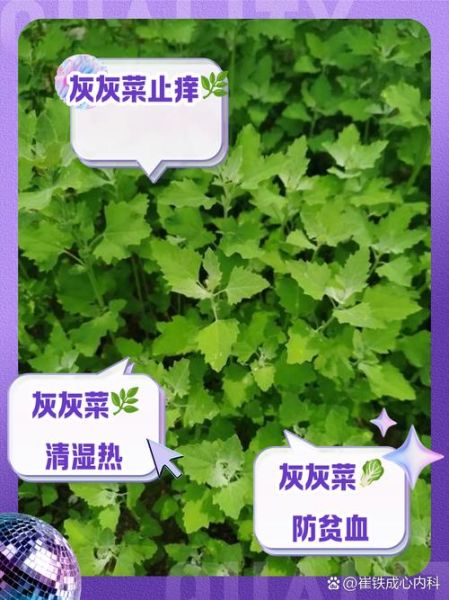 灰灰菜图片功效与作用_灰灰菜怎么吃最好-第3张图片-山城妙识