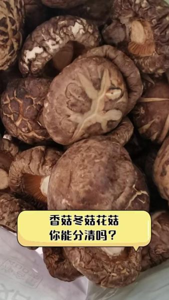 冬菇图片是不是香菇_如何一眼区分两者-第1张图片-山城妙识