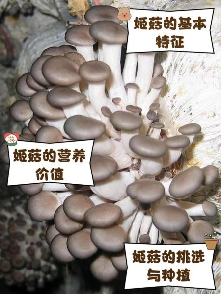 真姬菇不能和什么同食_真姬菇禁忌搭配有哪些-第1张图片-山城妙识 真姬菇不能和什么同食_真姬菇禁忌搭配有哪些-第1张图片-山城妙识