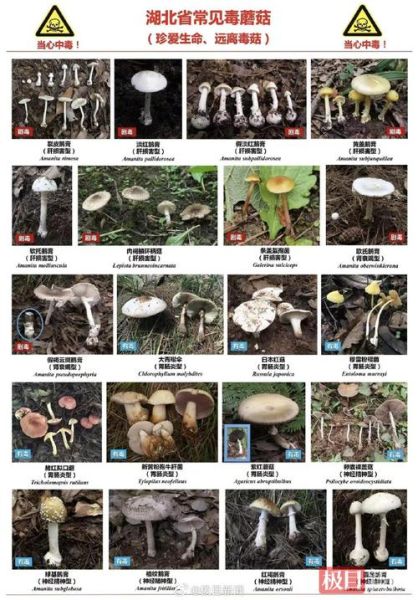 毒蘑菇长什么样子_如何辨别毒蘑菇图片-第2张图片-山城妙识