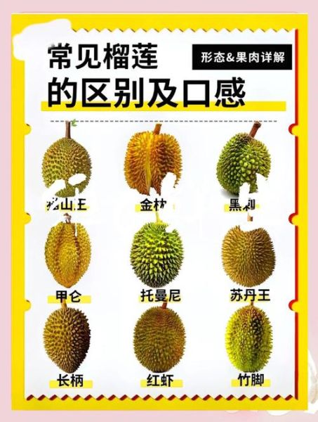 榴莲的功效与作用禁忌_榴莲的产地在哪里-第1张图片-山城妙识