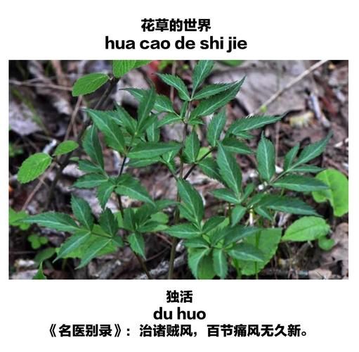 独活的功效与作用_独活与羌活的区别-第3张图片-山城妙识