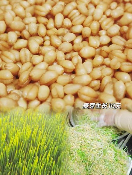 麦芽糖可以直接吃吗_麦芽糖生吃安全吗-第2张图片-山城妙识