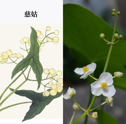 慈姑和茨菇的区别_茨菇和慈姑一样吗-第3张图片-山城妙识