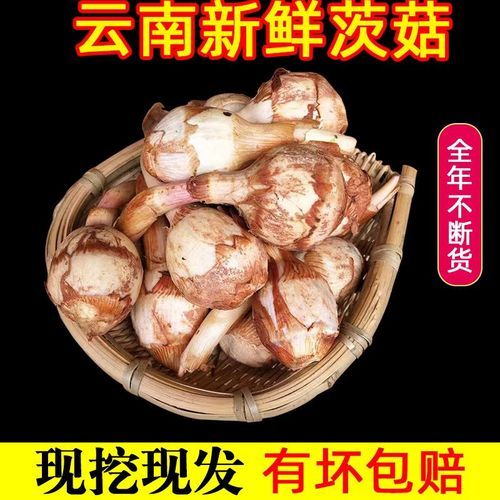 慈姑和茨菇的区别_茨菇和慈姑一样吗-第2张图片-山城妙识