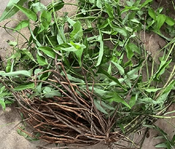 野生威灵仙图片_如何辨别真假-第1张图片-山城妙识 野生威灵仙图片_如何辨别真假-第1张图片-山城妙识