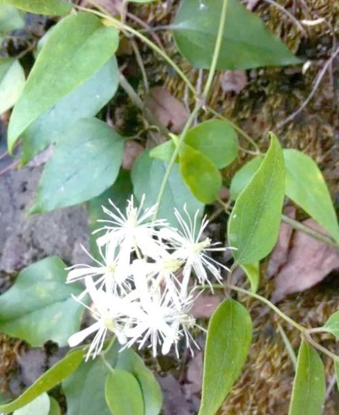 野生威灵仙图片_如何辨别真假-第2张图片-山城妙识 野生威灵仙图片_如何辨别真假-第2张图片-山城妙识