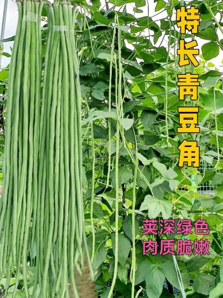长豇豆种植技术_如何提高产量-第2张图片-山城妙识