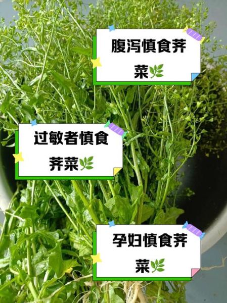 什么人不能吃荠菜_荠菜禁忌人群有哪些-第1张图片-山城妙识