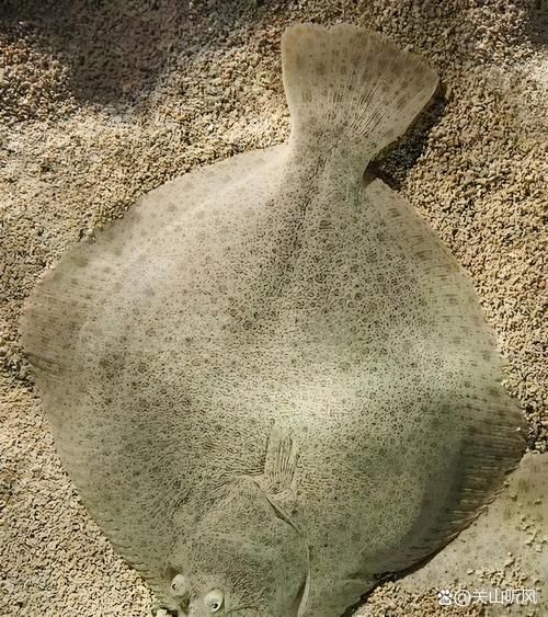 比目鱼不去皮能吃吗_比目鱼皮的营养与处理方法-第3张图片-山城妙识