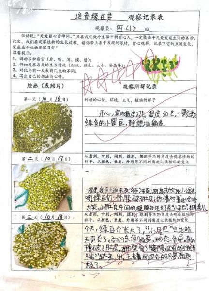 绿豆发芽过程_绿豆7天观察日记怎么写-第1张图片-山城妙识