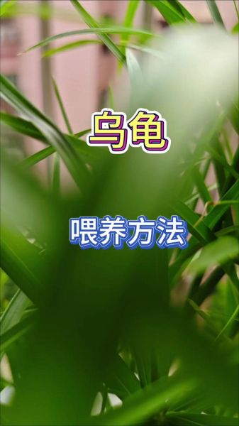 乌龟吃什么食物_怎么养乌龟-第3张图片-山城妙识