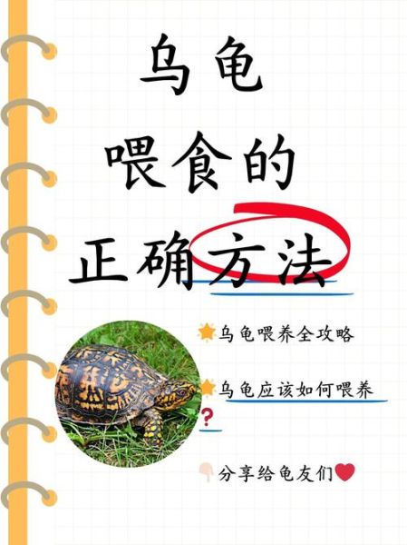 乌龟吃什么食物_怎么养乌龟-第2张图片-山城妙识
