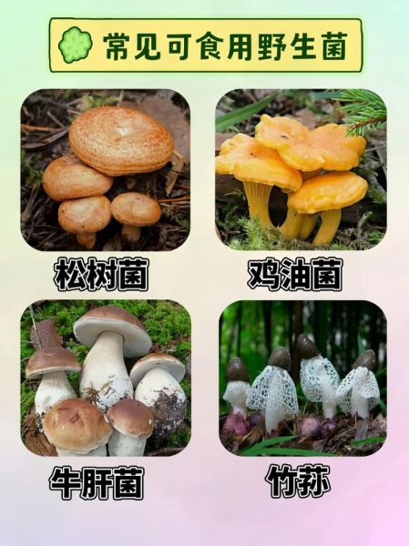 野蘑菇的功效与作用_野蘑菇怎么吃才安全-第3张图片-山城妙识