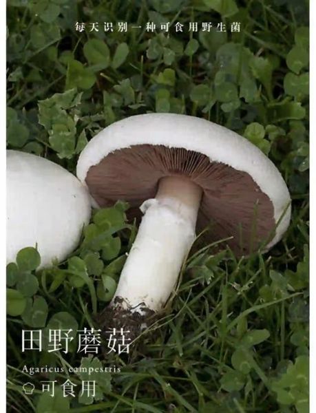 野蘑菇的功效与作用_野蘑菇怎么吃才安全-第1张图片-山城妙识