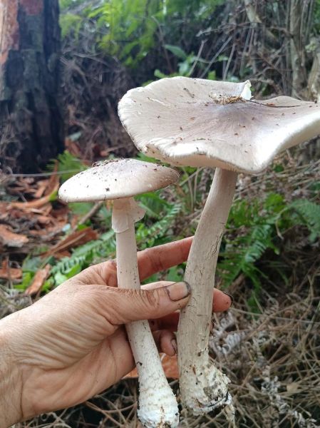 野蘑菇的功效与作用_野蘑菇怎么吃才安全-第2张图片-山城妙识